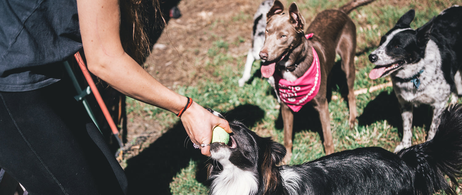 Tail Waggerz | Dog Grooming, Dog Training, Pet Sitting | Brisbane ...