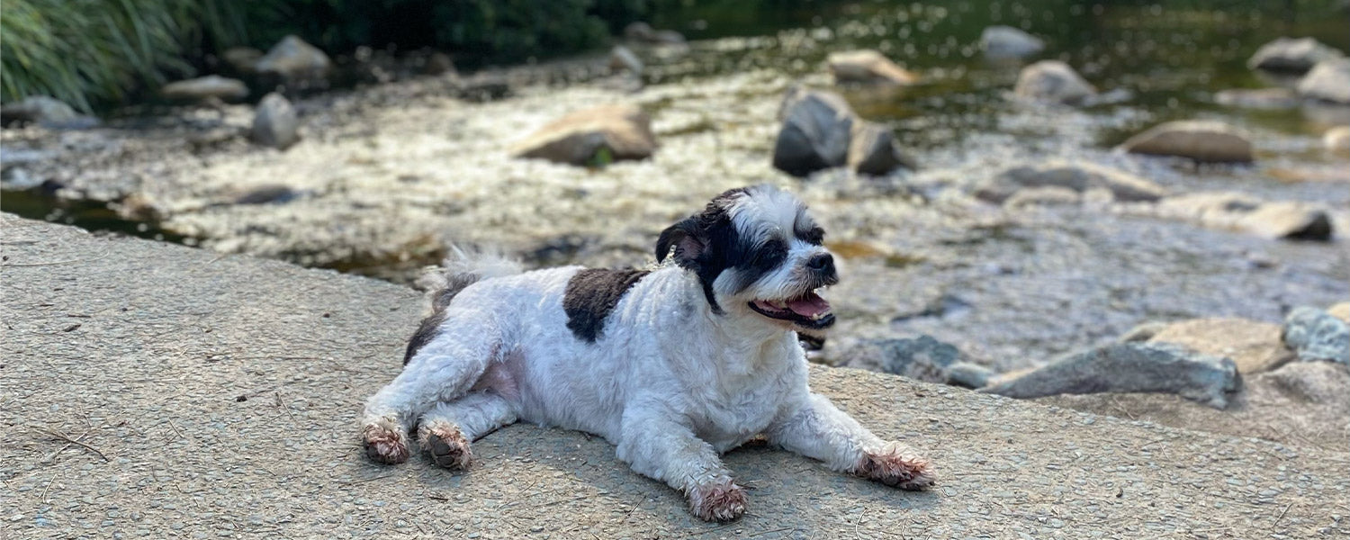 Tail Waggerz | Dog Grooming, Dog Training, Pet Sitting | Brisbane ...